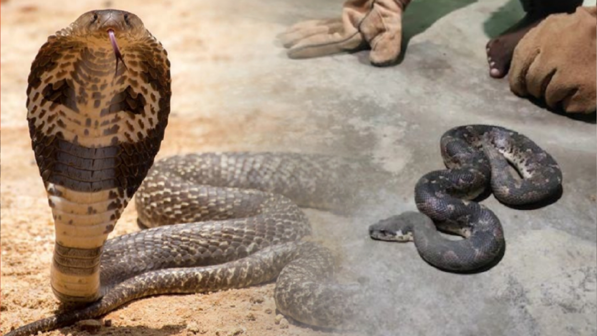 Viral Snake News: কেউটে, কালনাগিনী, লাউডগা! তাবিজ বিক্রি করতে এসে বিষধর ...